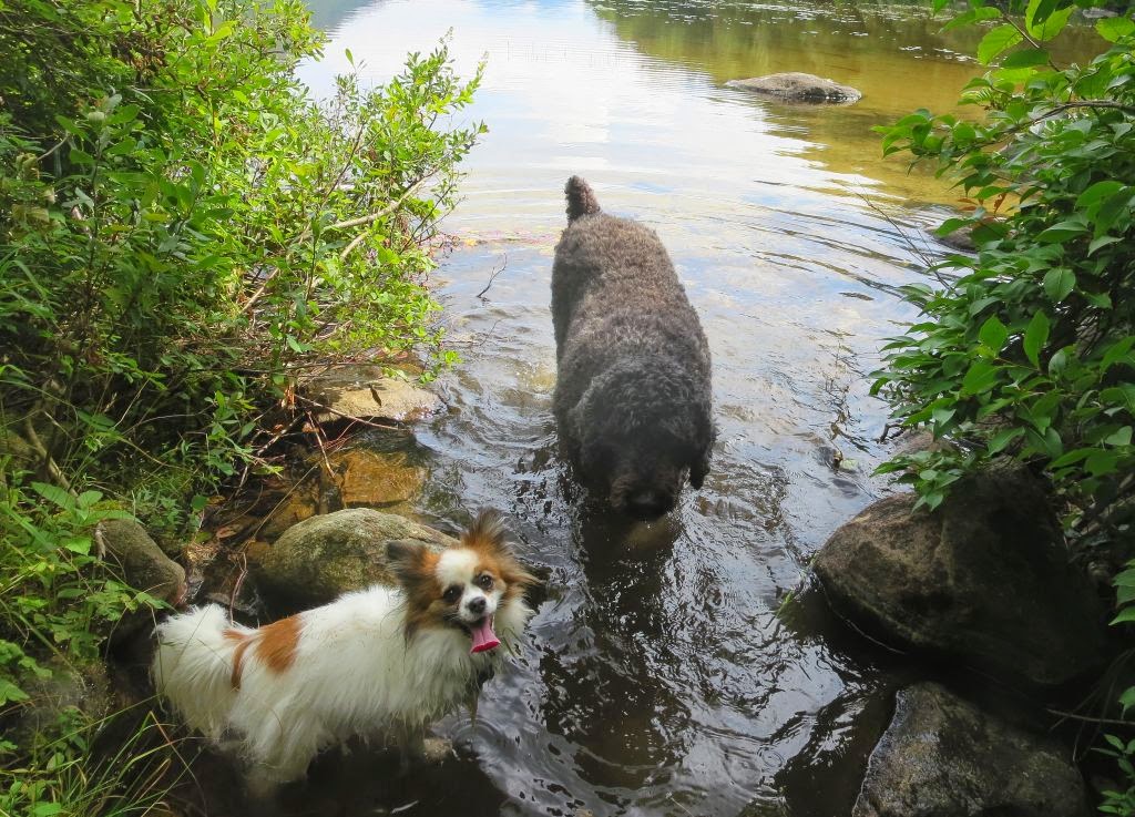 Windswept Adventure: Wild And Remote Debar Pond - Part 2