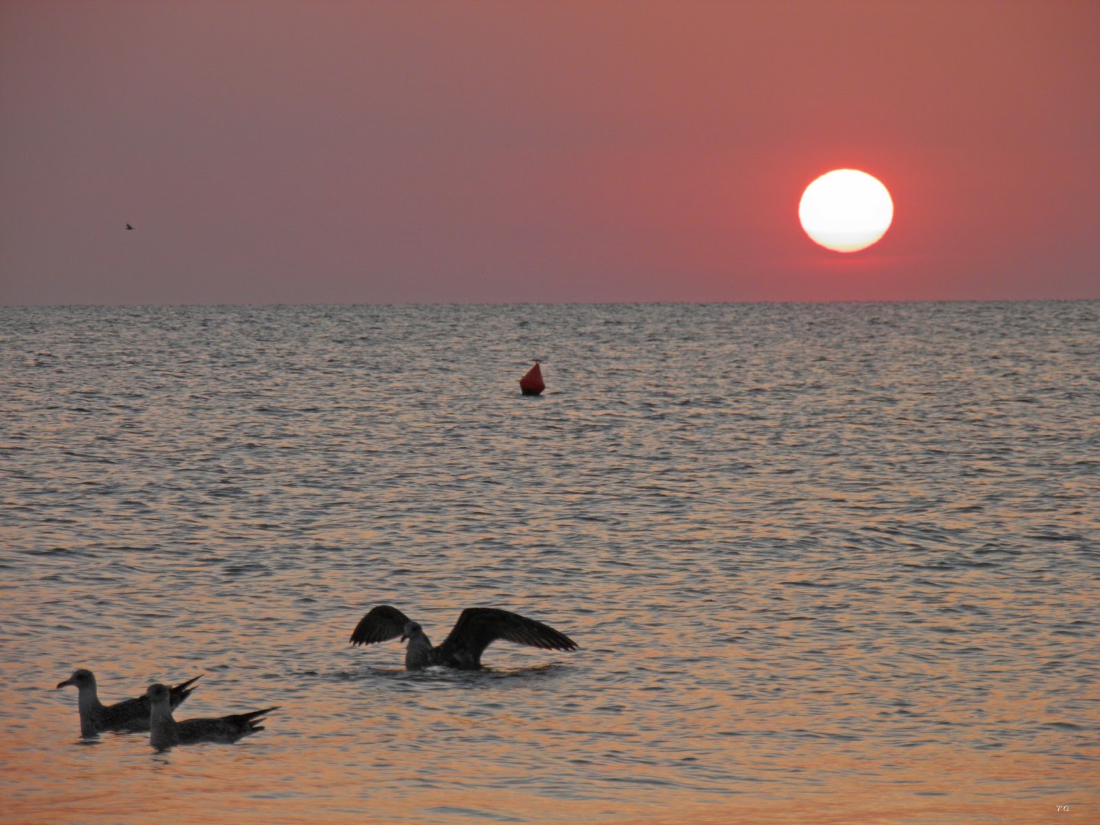 PASARI DIN ROMANIA: PESCARUS PONTIC, Larus cachinnans