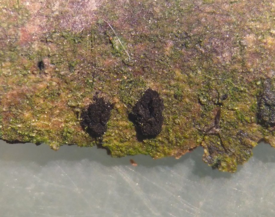 Myco Magic: Dematiaceous hyphomycetes