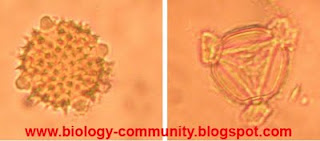 biojojo: Pembuatan Preparat Polen Bunga