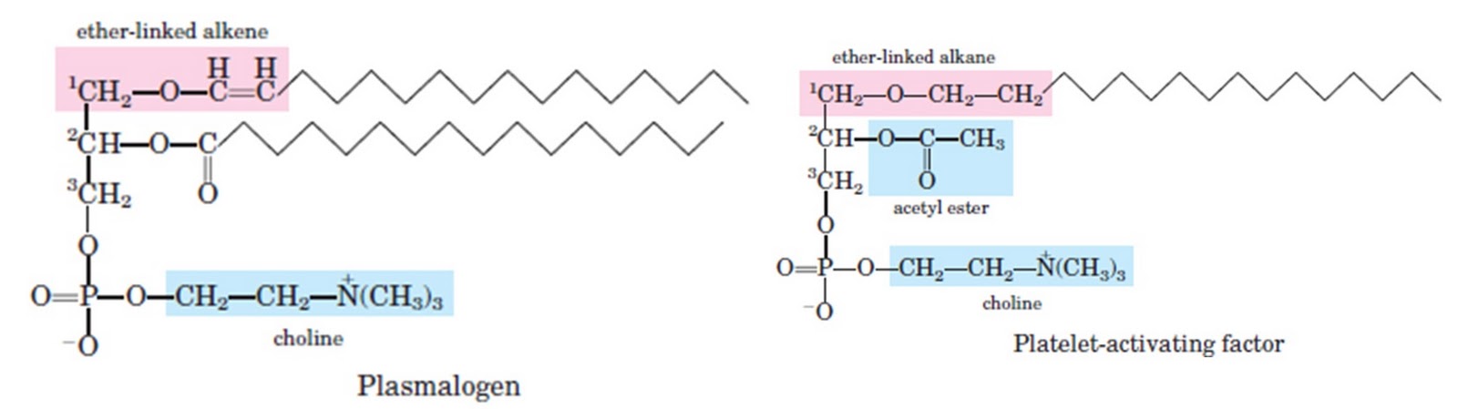 Biochemistry Lipids