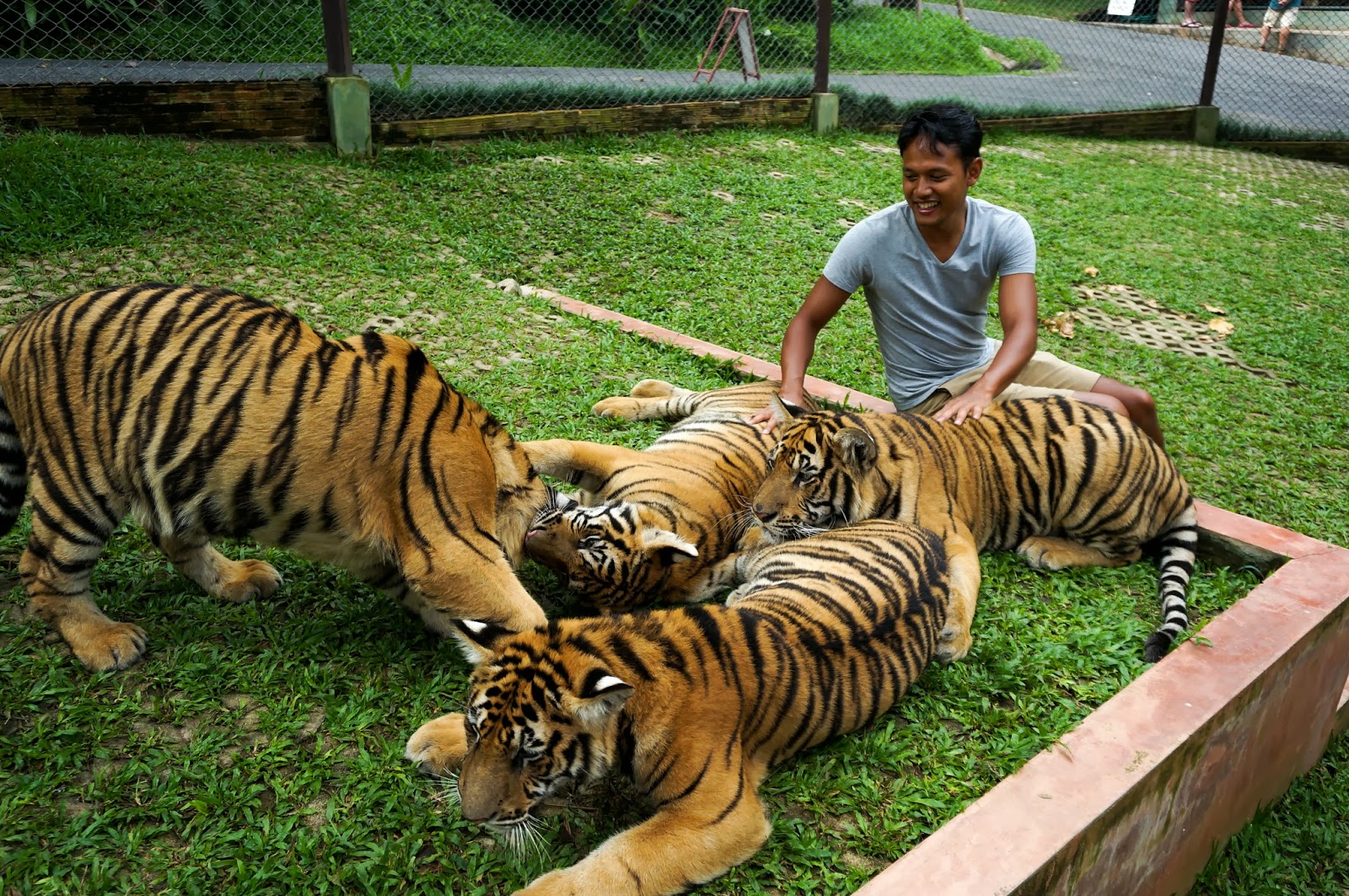 Passport Affairs: TIGER KINGDOM