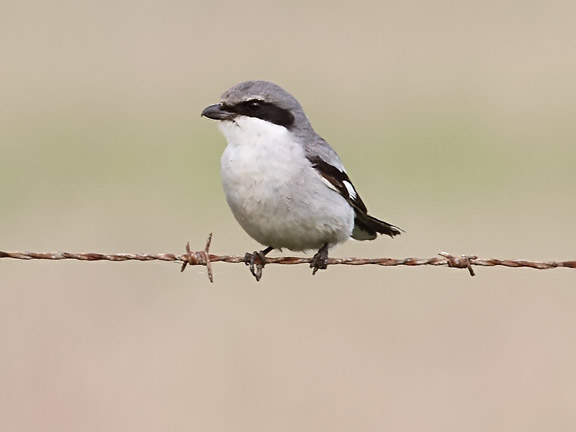 Ecobirder: Loggerhead Shrike the Butcher Bird