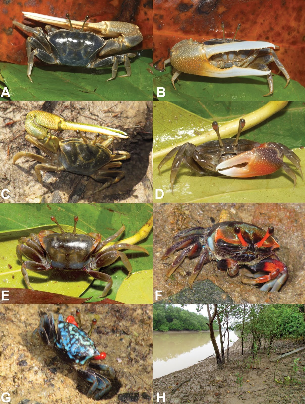 Species New to Science: [Crustacea • 2018] Tubuca alcocki • A New ...
