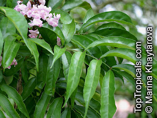 Akòko- A folha do Reconhecimento