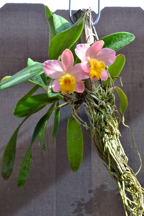 C (Sc) Crystelle Smith 'Gold Throat' AM-CCM-AOS