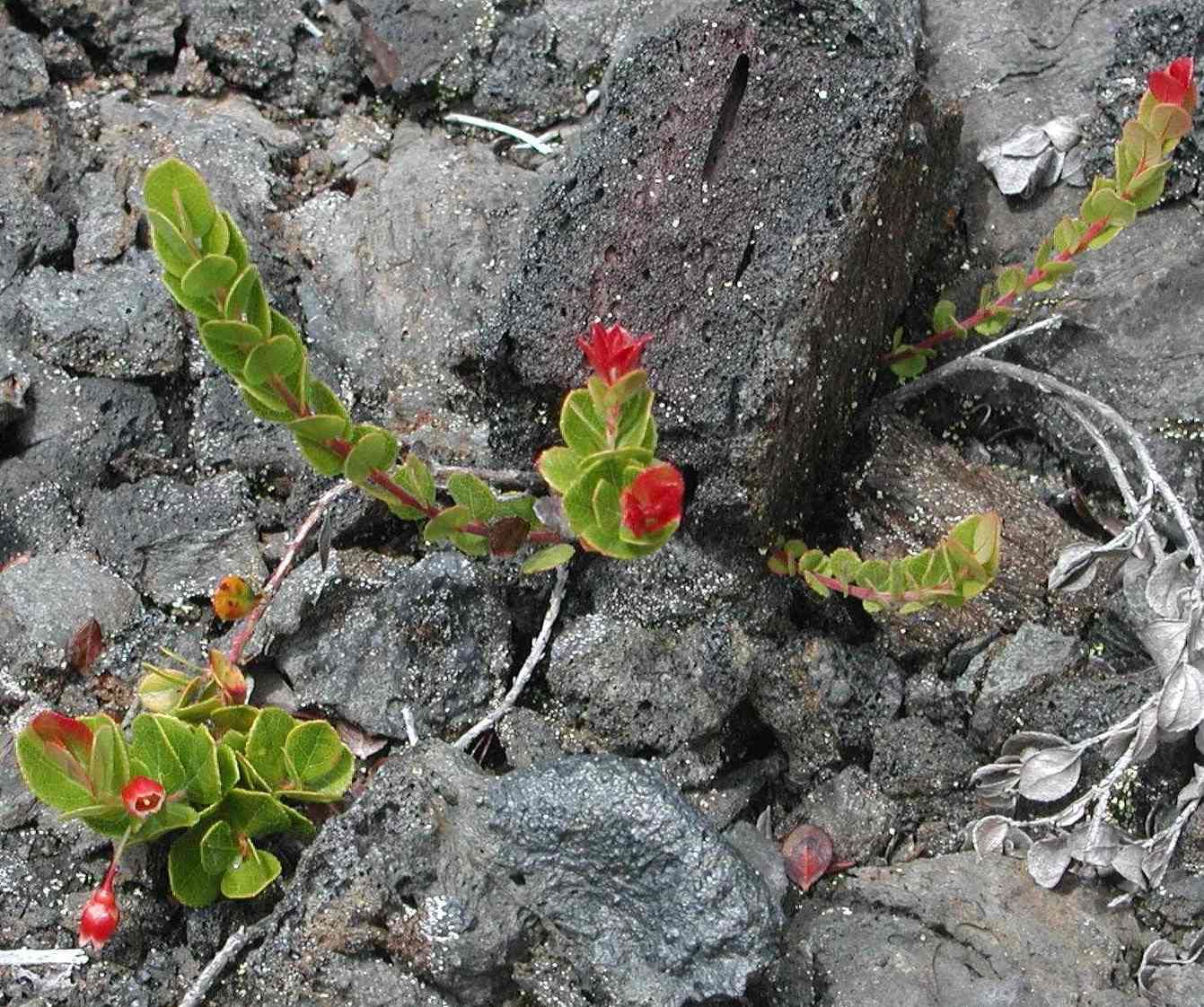 With Water Below: A Live Volcano
