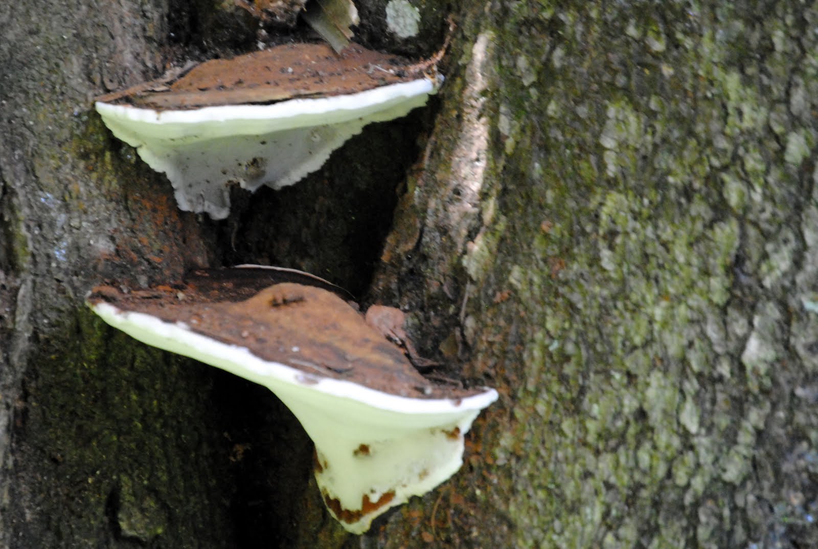 Field Notes and Photos: Banana Spiders & Swamp Hibiscus at the Crowley ...