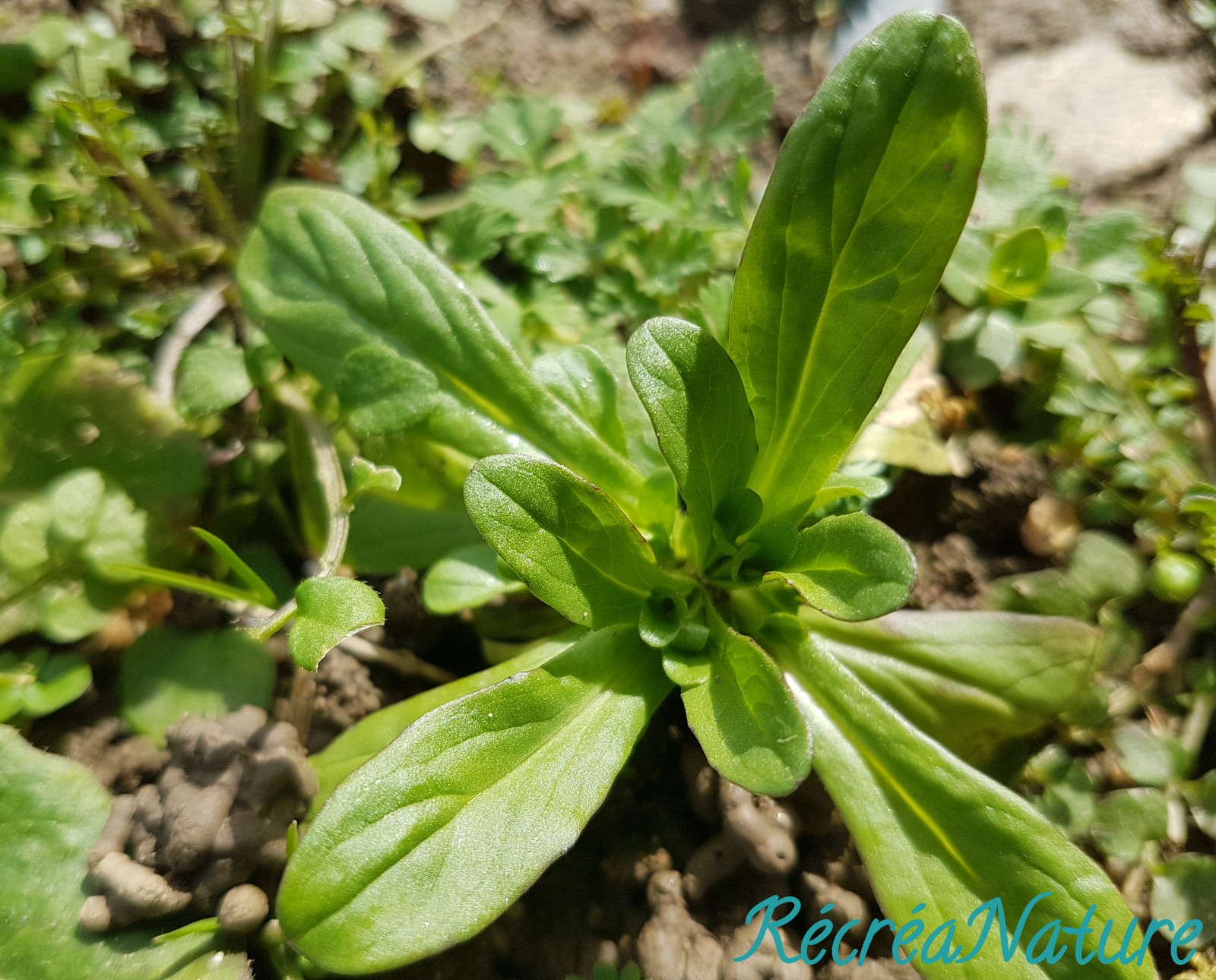 De la Mâche Sauvage dans mon Jardin... un Délice en Salade