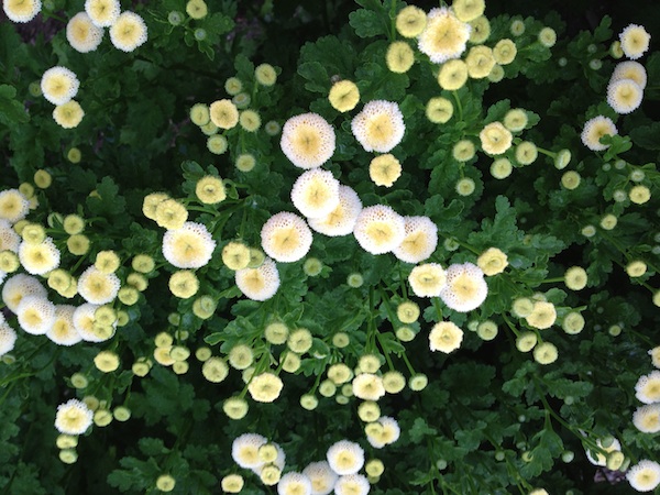 Bindweed Farm: Fresh cuts: July 15-21