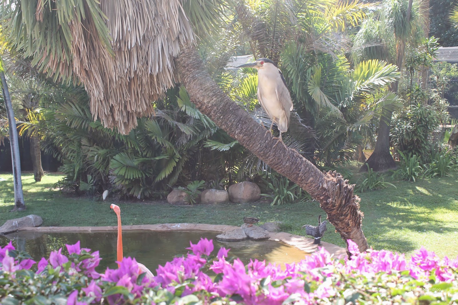 Hawaii Mom Blog: Visit Oahu: Honolulu Zoo