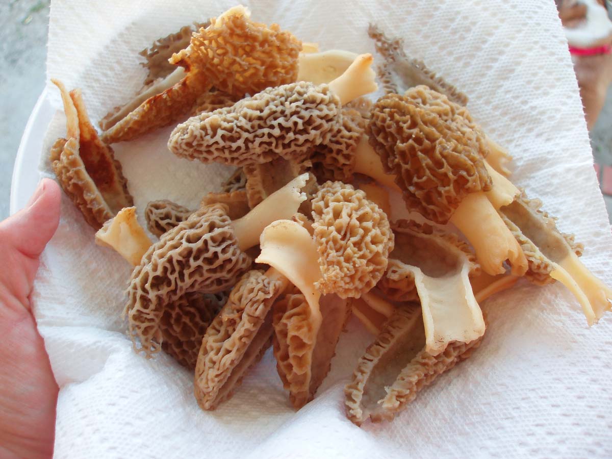True's Gift's From the Heart: Turkey "Fries", Wild Mushrooms and a ...