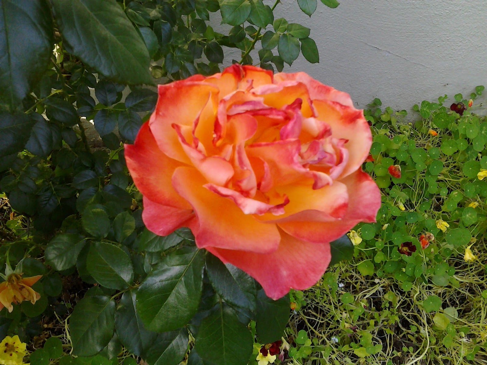 Boyett Bandwagon: Prime Time for Roses