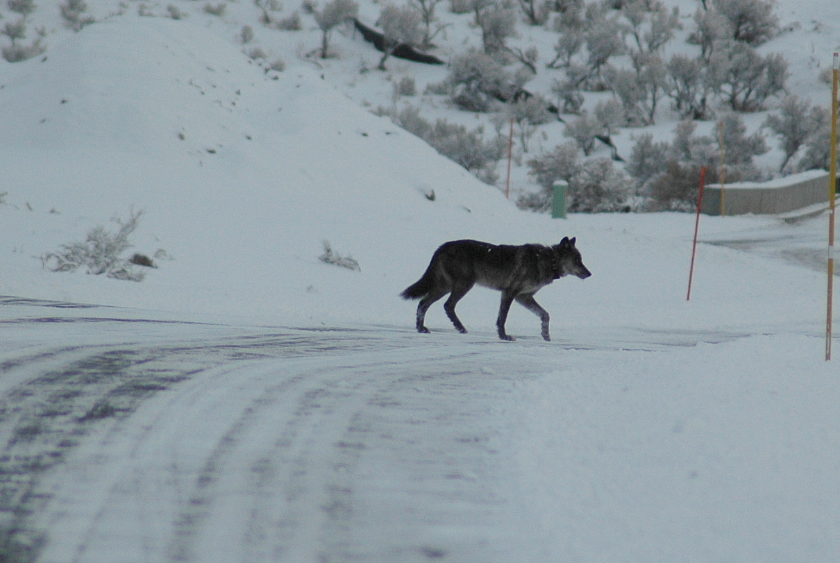 Backyard Beasts: Yellowstone in Winter