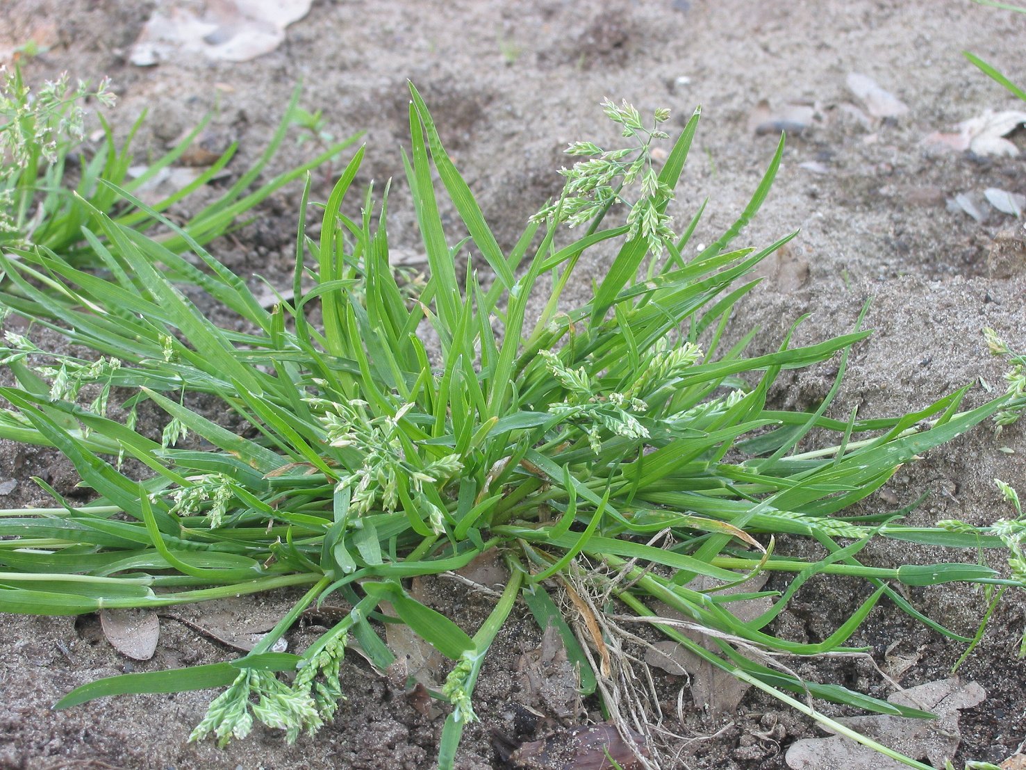 Plant World: Poa annua