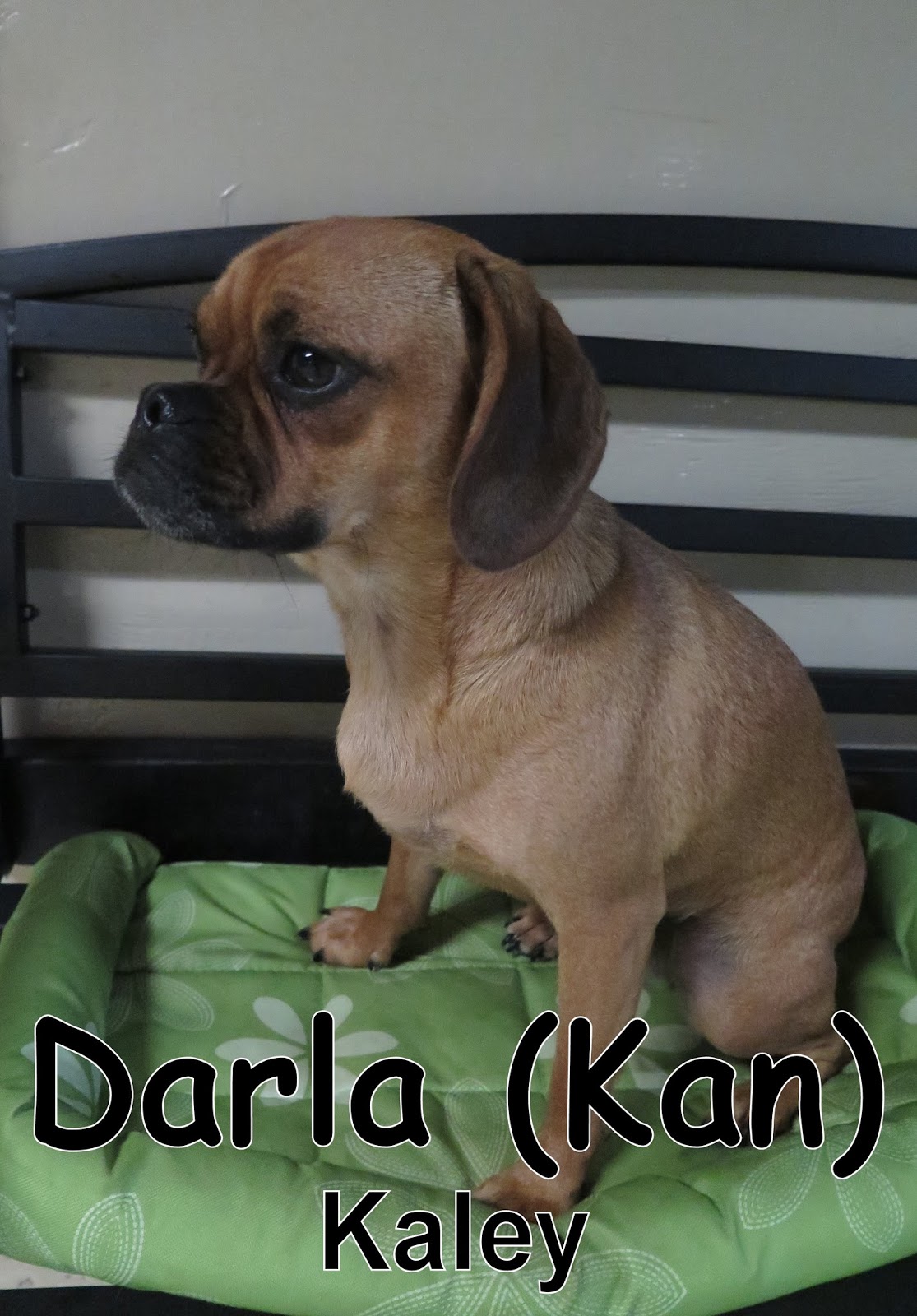 Fort Fido Dog Daycare & Boarding News Blog: Gabby & Darla