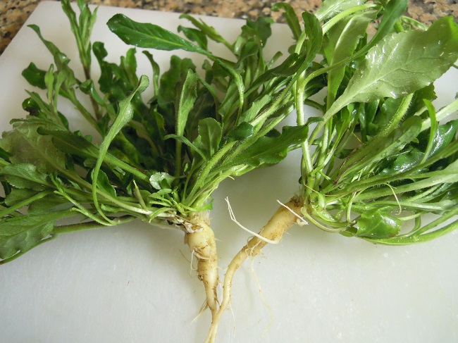 ARBUSTI E PIANTE: Scheda (Raperonzolo - Campanula rapunculus)