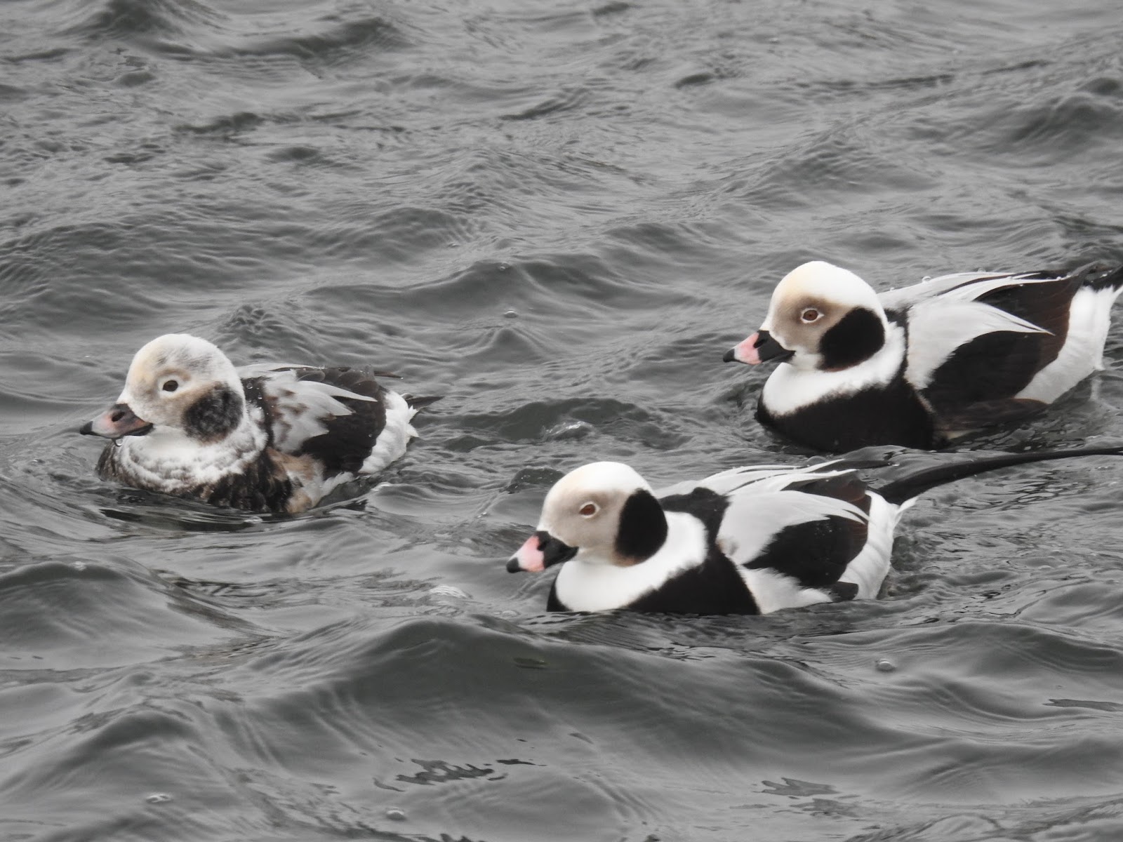 Nathan's Nature Adventure Blog: Ducks and Snowy Owls