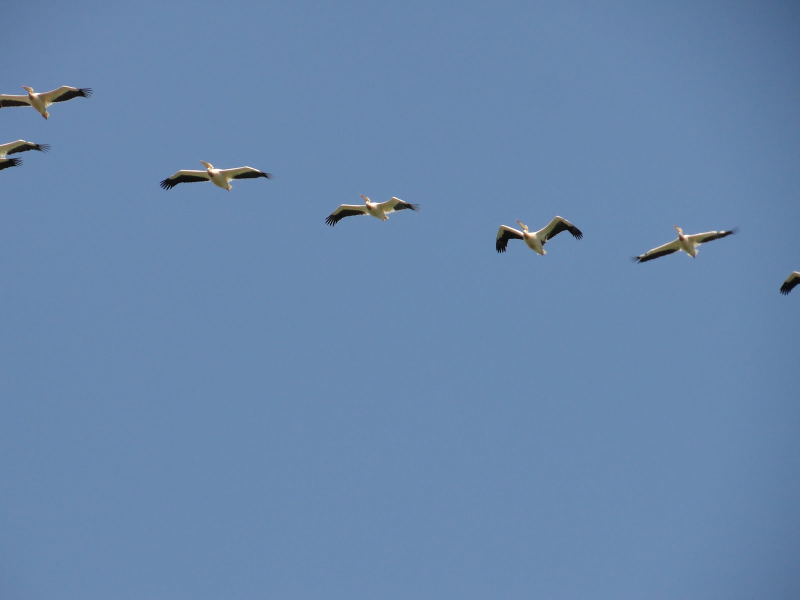 Frumusetile naturii: Pelican comun (Pelecanus onocrotalus)