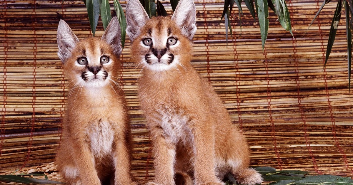 FAUNA EXÓTICA: Mantenimiento en cautividad de pequeños felinos