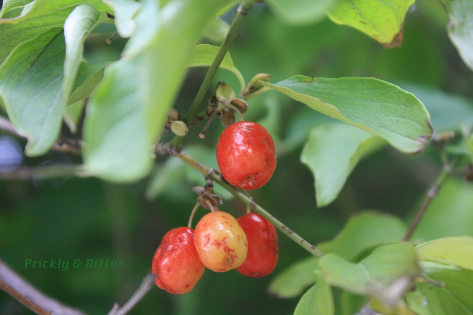 Prickly and Bitter: The Cornelian cherry tree isn't a cherry tree