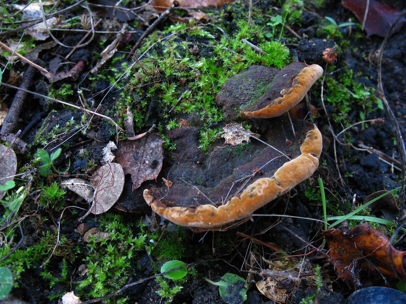 setas y hongos: LETRA P