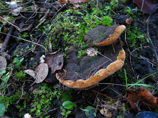 setas y hongos: LETRA P