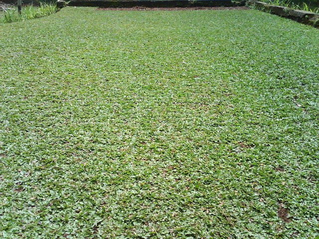 11 Rumput Taman Jenis Terbaik Yang Bagus