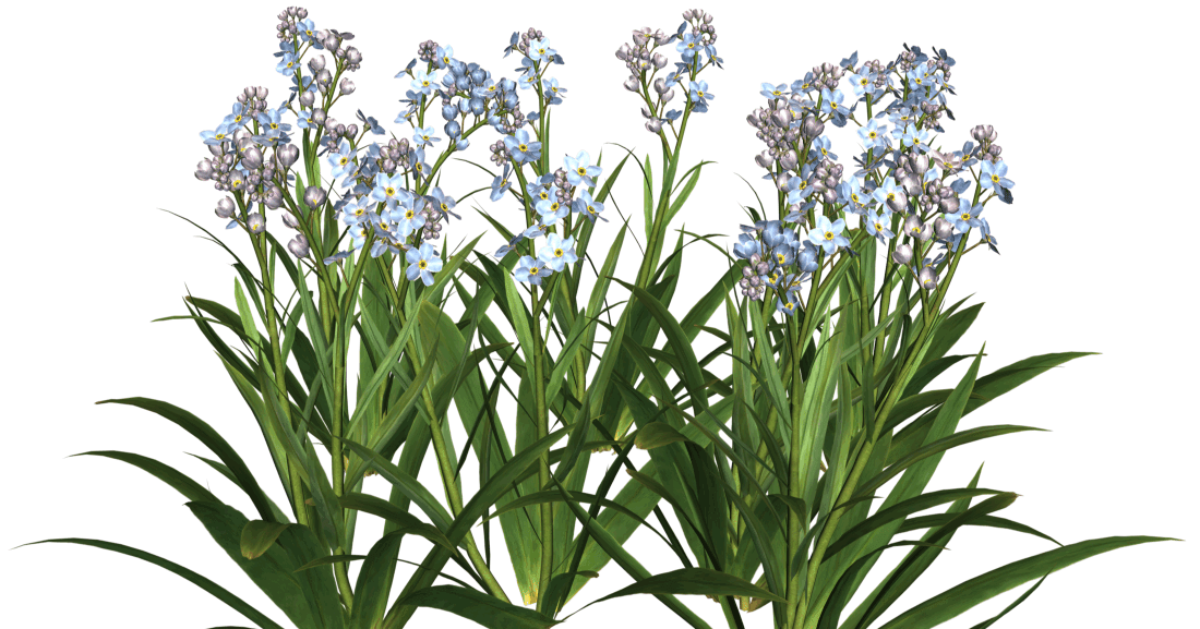 Bunga Png : bunga png 20 free Cliparts | Download images on Clipground ...