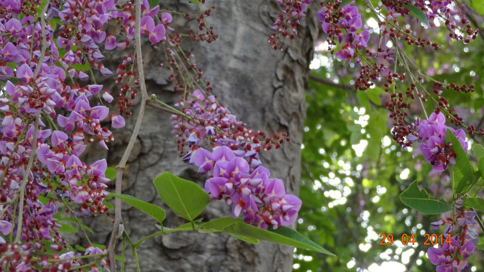 Plants of Lahore - Pakistan: Millettia- Villayti Shishum- Lilac profile