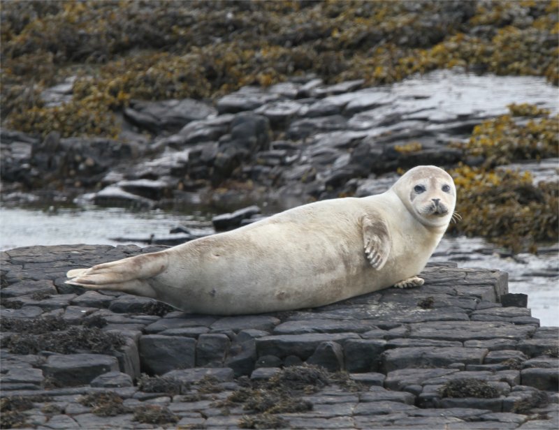 Murfs Wildlife : Common Seal