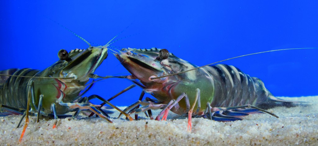 AboveCapricorn: Better Growing EcoFriendly Prawns - an Australian FIRST.