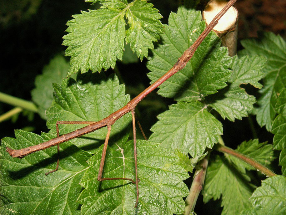 Info Flicks: Amazing Animal Camouflage