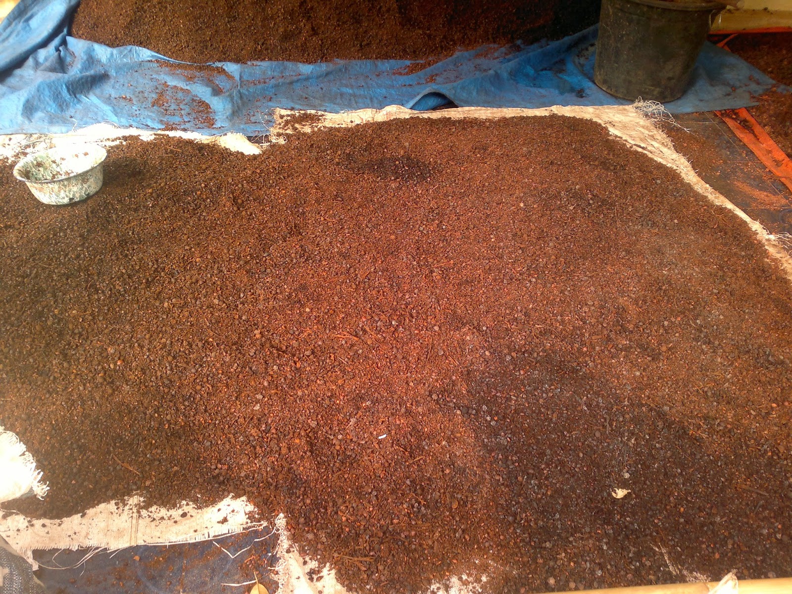 Hasil Bumi - Spice & Herbs: GETAH JERNANG (Dragon Blood / Xue Jie ...