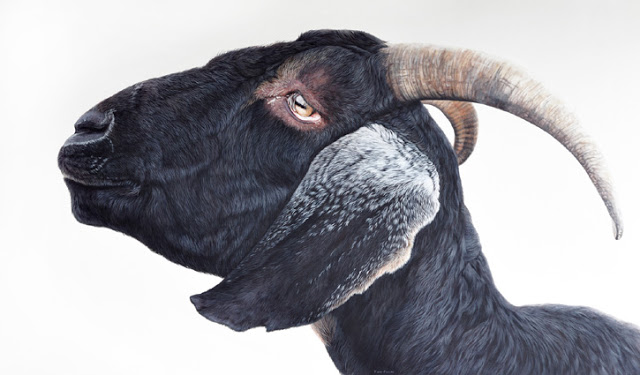 Ester Curini | Italian Animal Painter