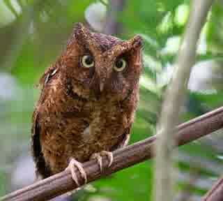 Trainning My Pet's: Pembahasan Mengenai Celepuk (Javan Scops Owl)