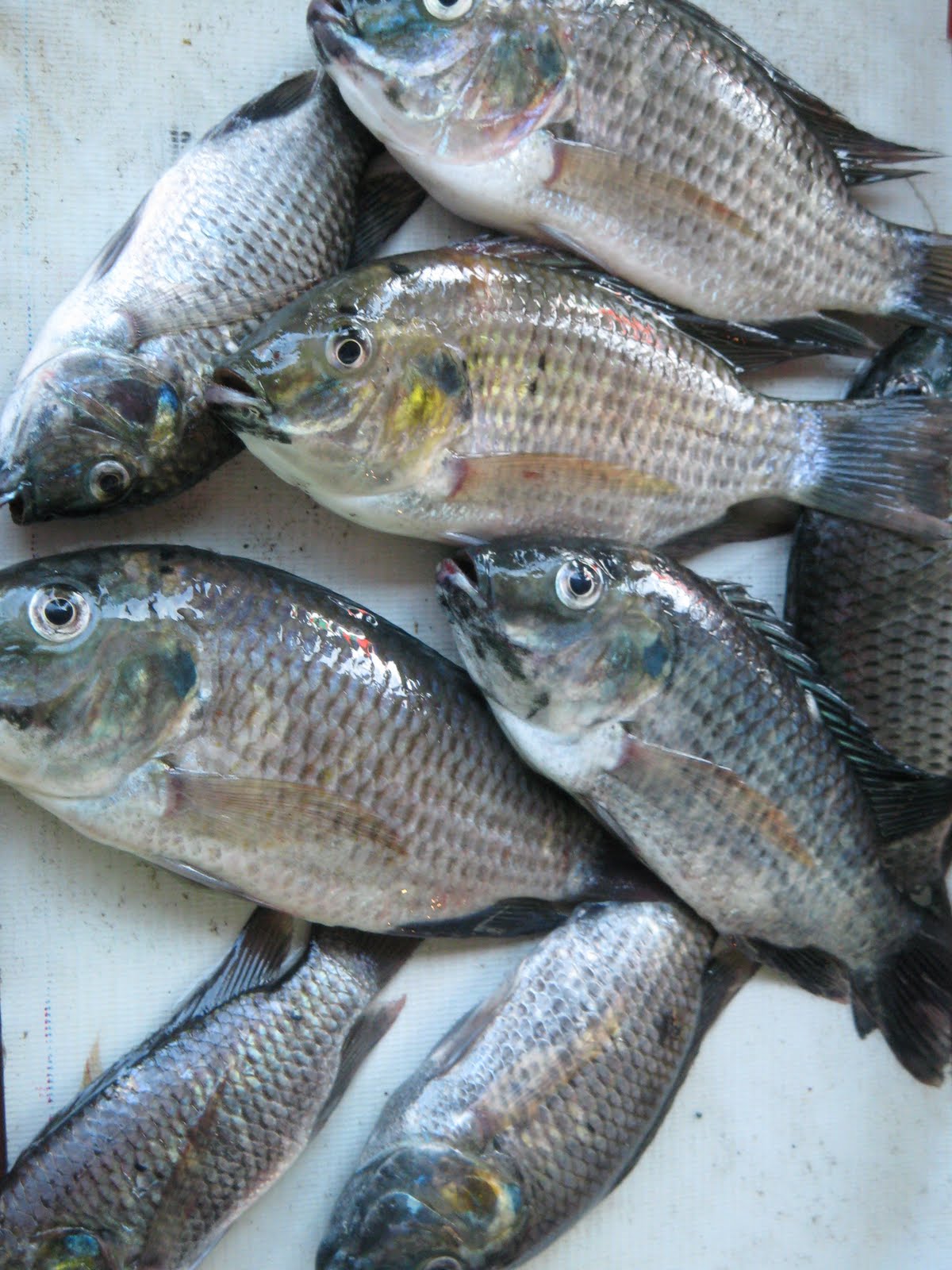 bucaio: Isdang Cavite