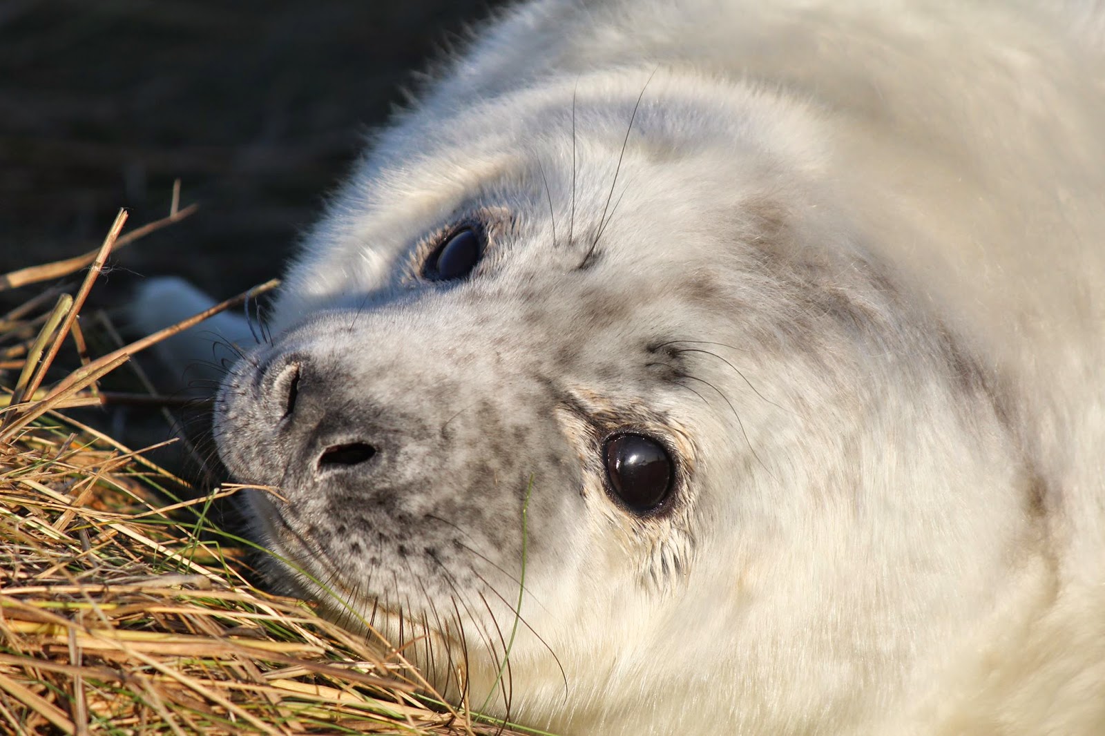 Norfolk Coast with the National Trust: 30th of December: Seals from the sky
