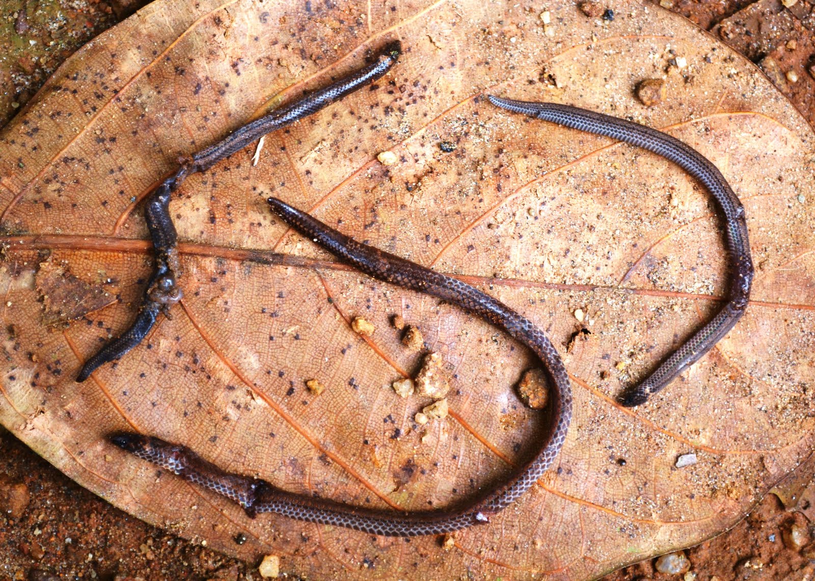 Photography & Me: Tiny Dead Snakes