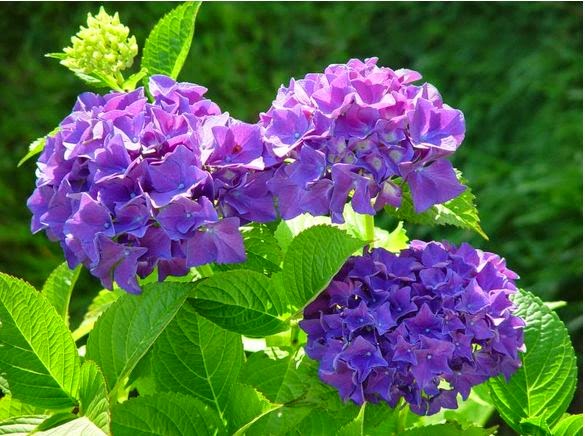 Hydrangea Tea Benefits ~ Healthy Tea 101