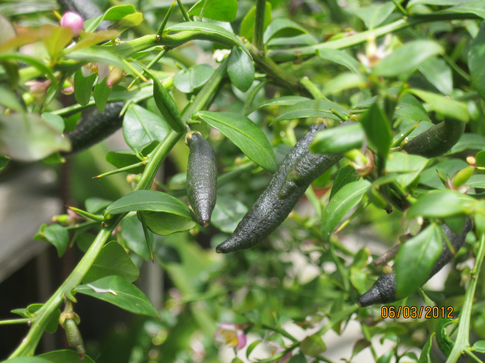 Pumpkinmania!: Finger Lime Project