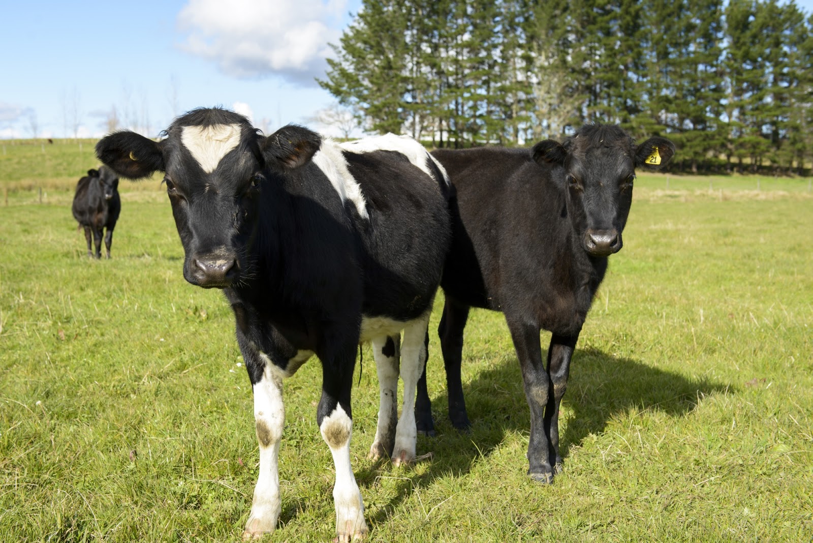 Adventuring New Zealand: Cows!
