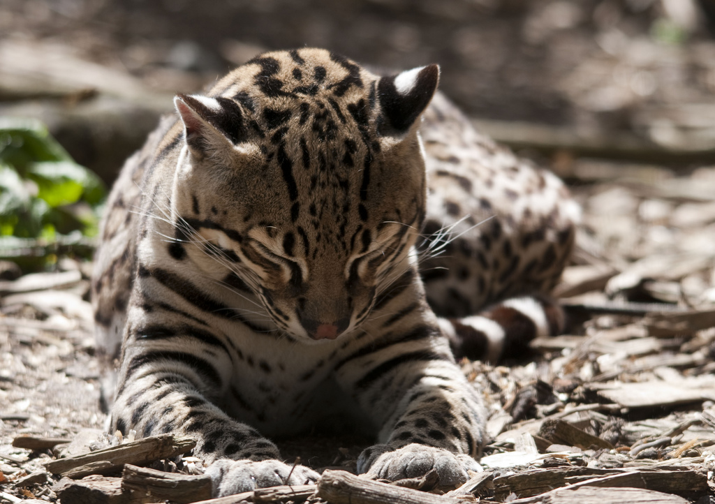 standby life: 美しく上品なオセロット！ The Adorable Ocelot [Video]