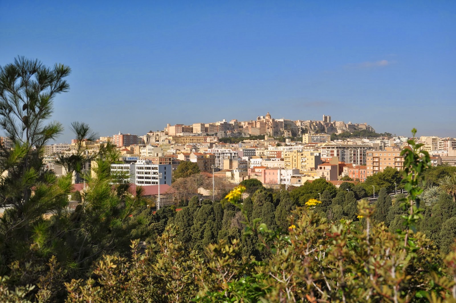 Cagliari in Verde: Il Pioppo da meditazione