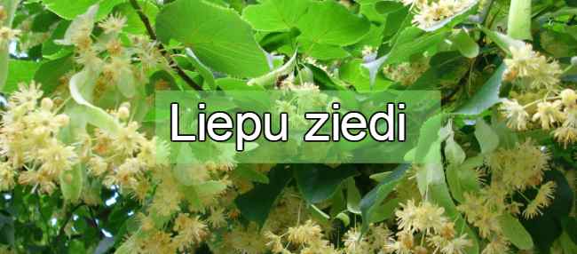 Liepu ziedi - Tavai Veselībai