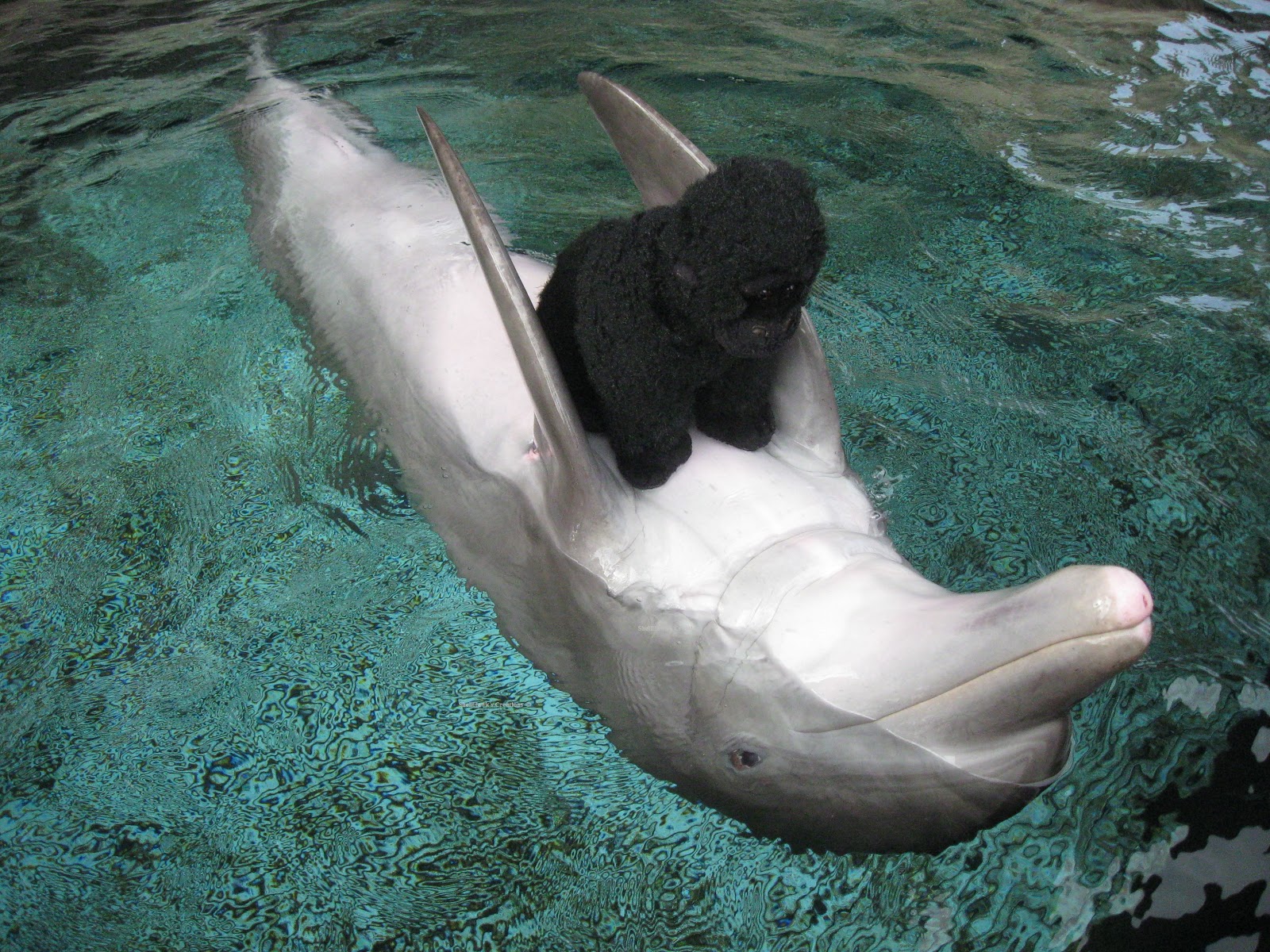 ShellHawk's Nest: Ape's Dolphin Adventure