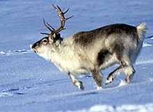 Color in our World: Changing Eye Colors Found in Reindeer
