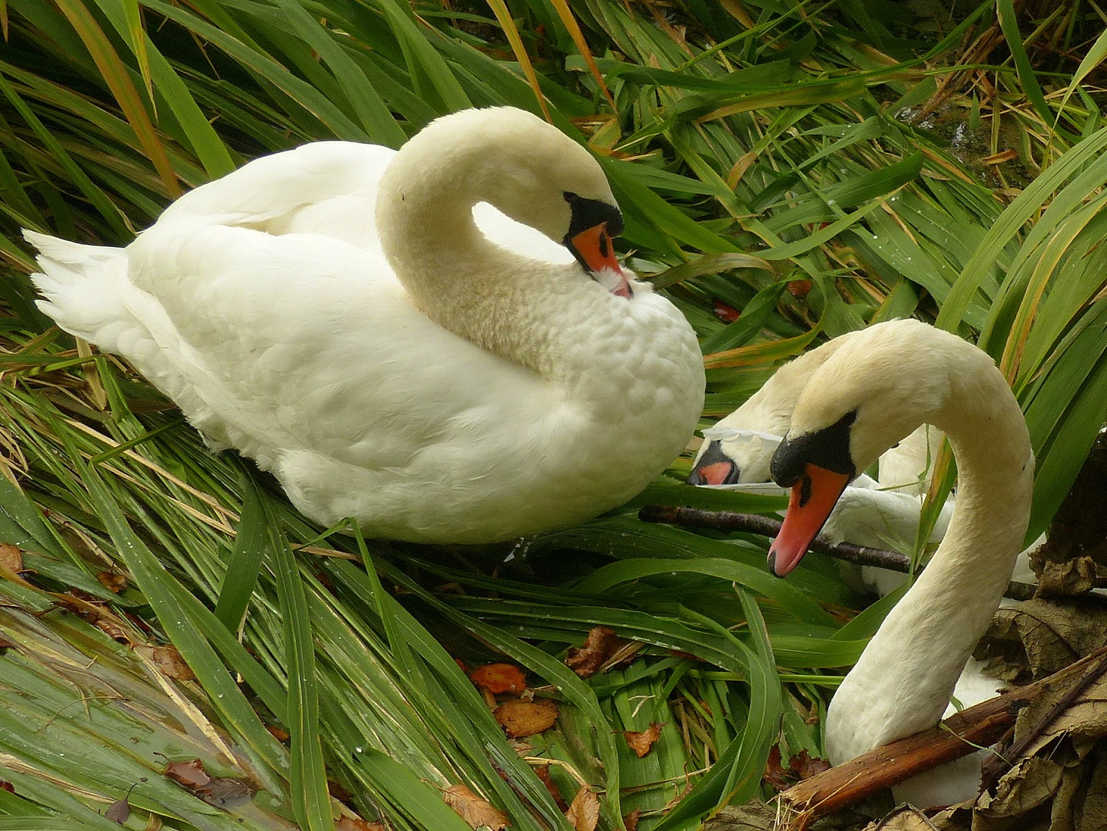Birding For Pleasure: SATURDAY CRITTERS - Unusual Swan Behaviour at ...