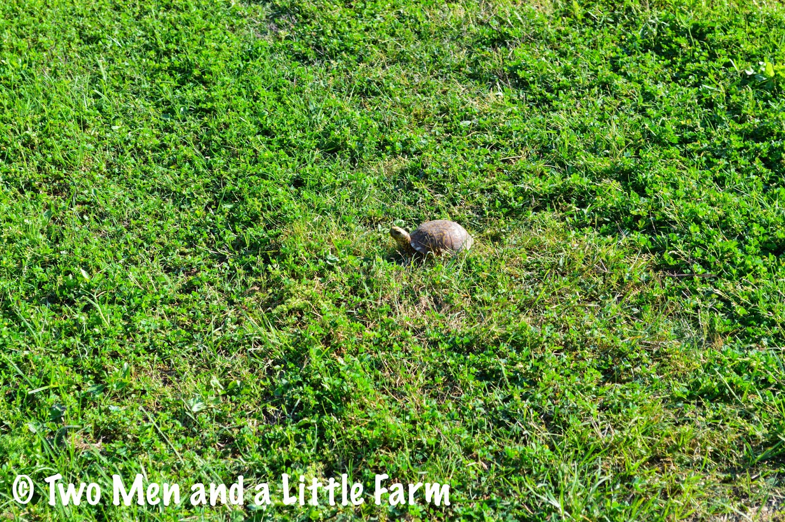 HOw To A TURTLE COMES TO VISIT