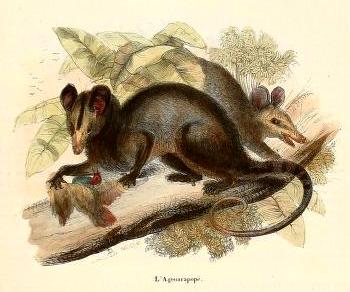 HISTORIAS ZOOLOGICAS: EL OSITO LAVADOR, AGUARÁ-POPÉ O MAYUATO (Procyon ...